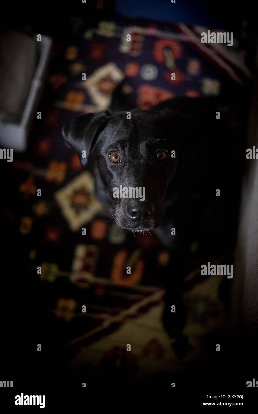 A vertical high-angle shot of a black dog staring straight into the ...