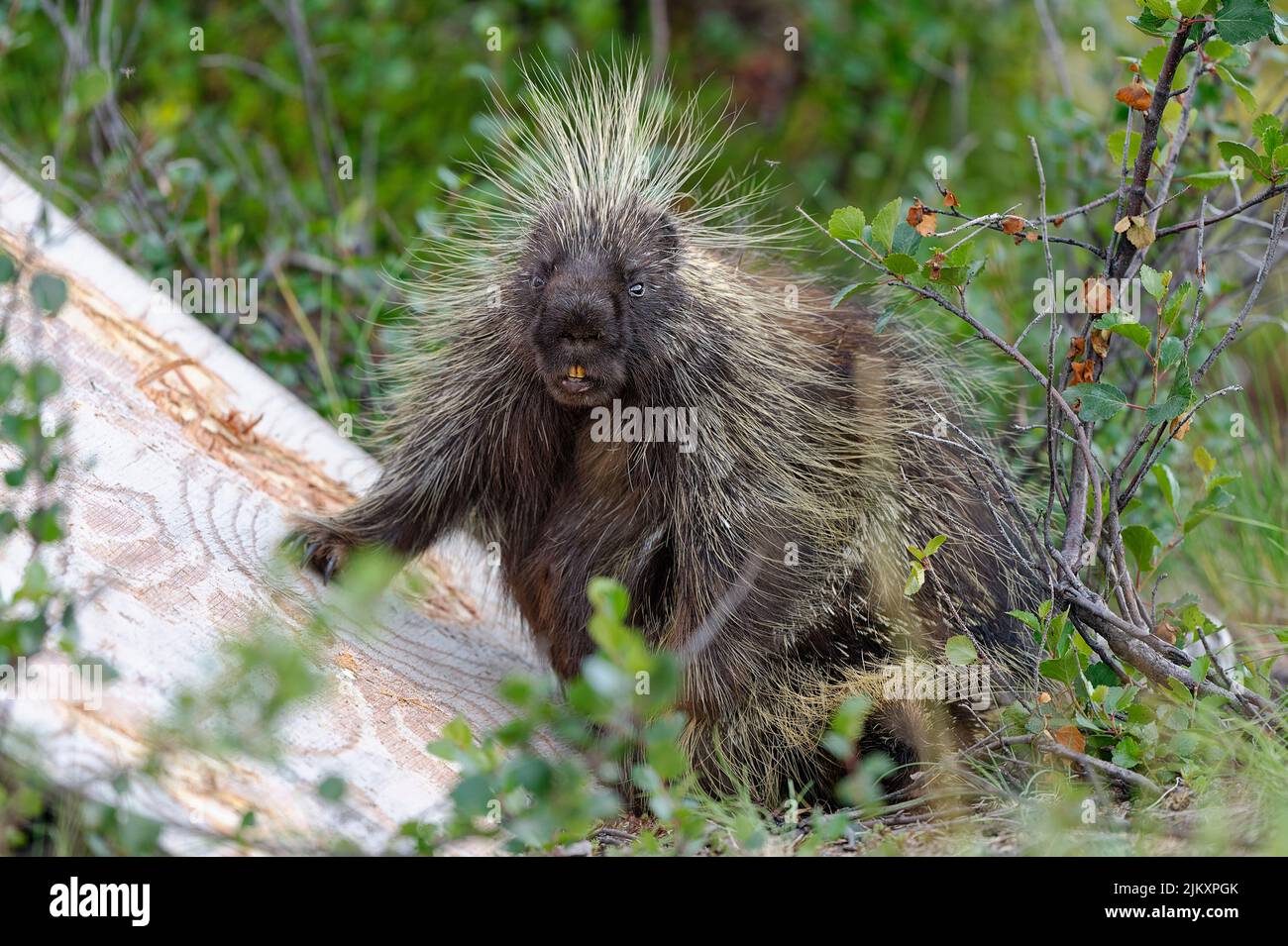 A porcupine looking at the photographer Stock Photo - Alamy