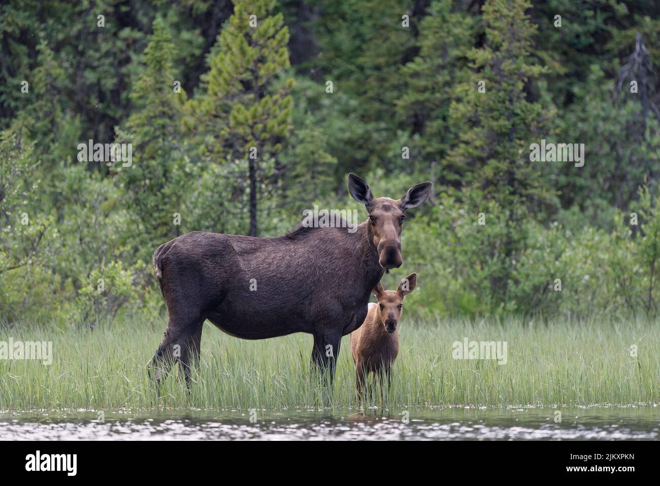 Cow and calf moose standing in weeds looking at camera Stock Photo - Alamy