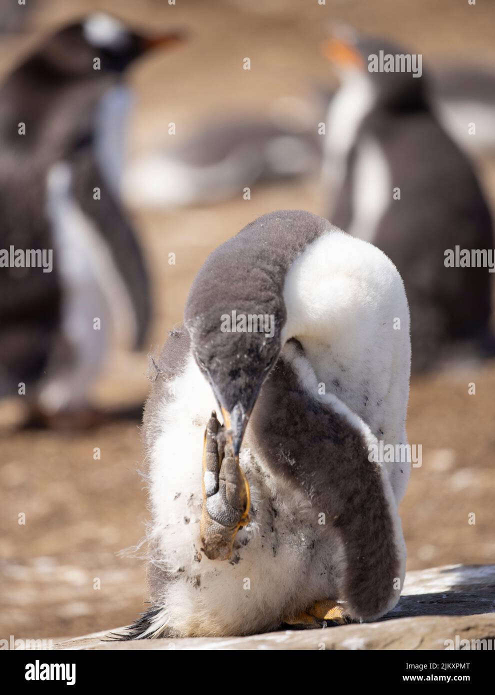 Gentoo penguin (Pygoscelis papua) a penguin species in the genus ...