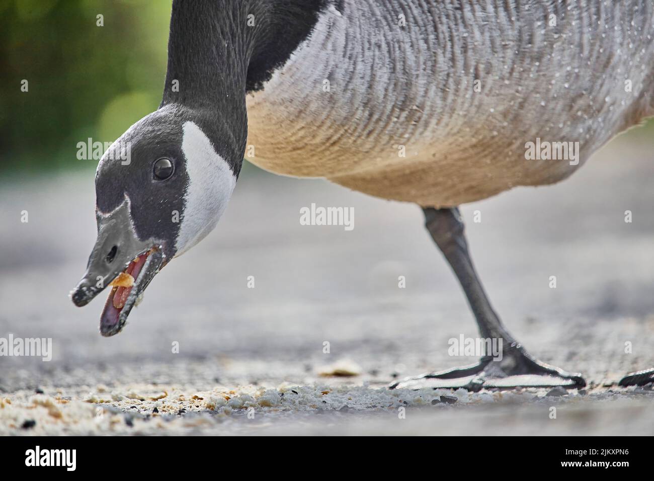 Goose with bread hi-res stock photography and images - Alamy