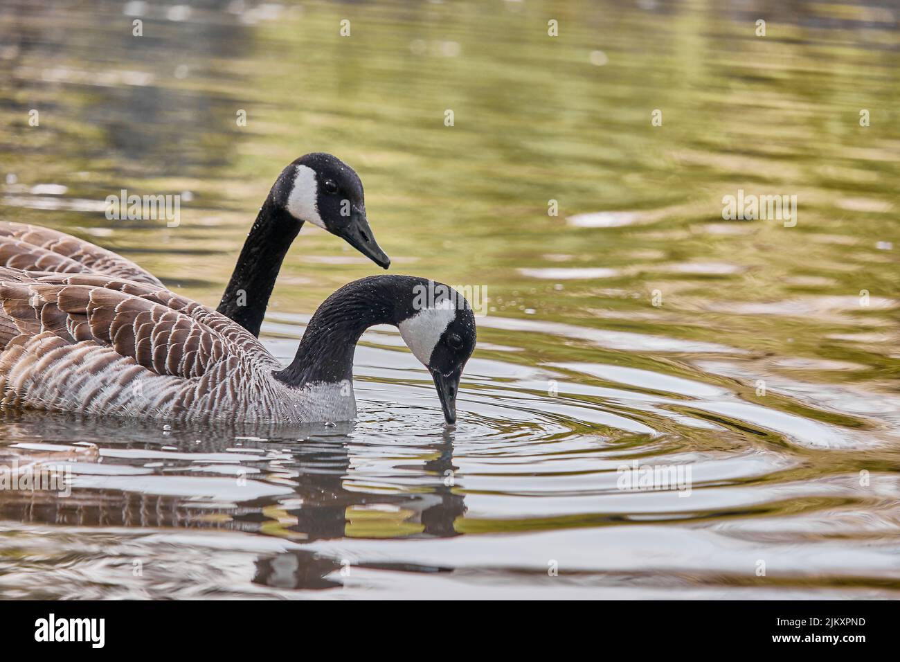 Cute geese hi-res stock photography and images - Alamy