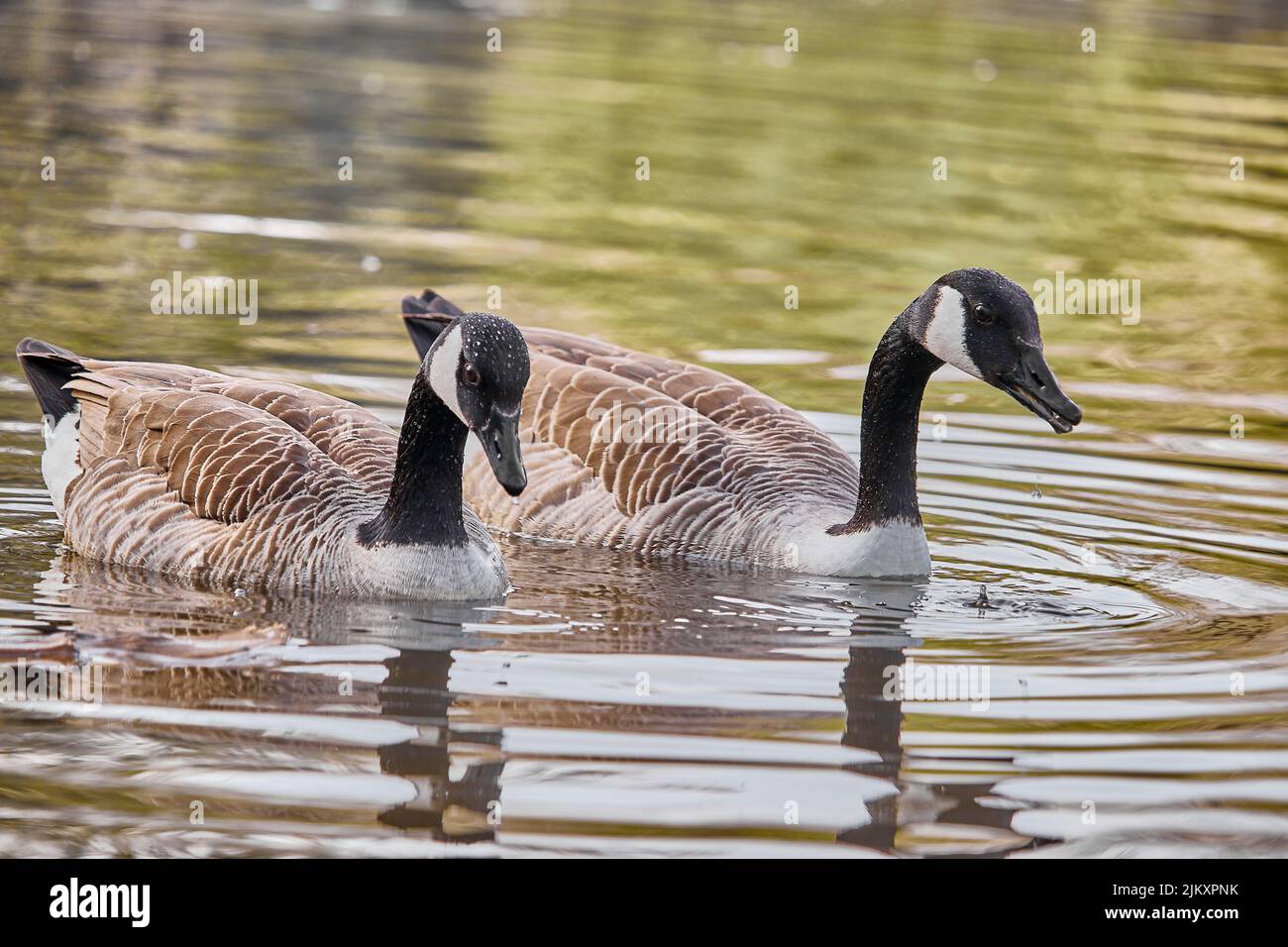 Cute geese hi-res stock photography and images - Alamy