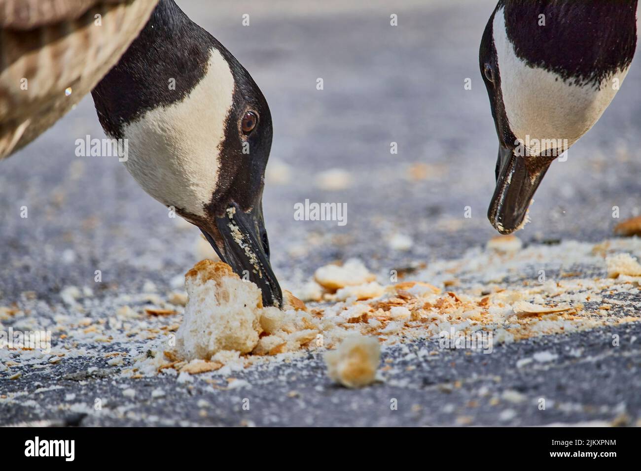 Cute geese hi-res stock photography and images - Alamy