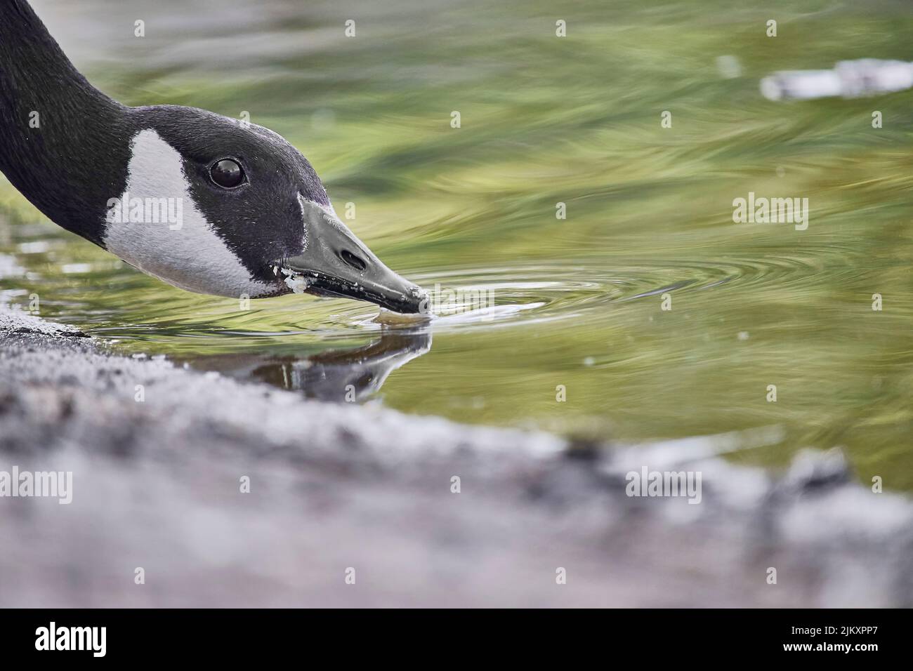 A close-up of cute goose drinking water Stock Photo - Alamy