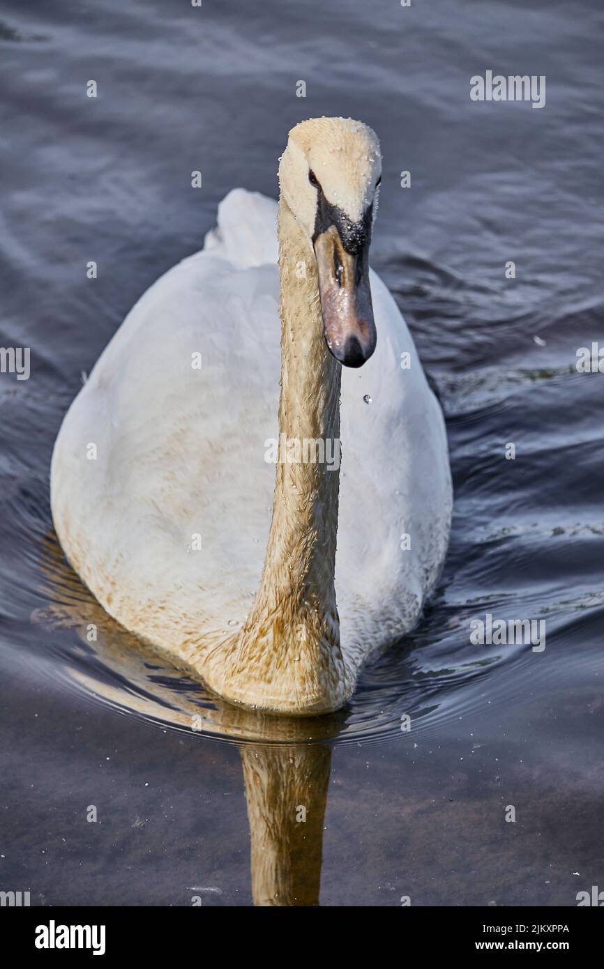 A vertical close-up of graceful white swan in the lake Stock Photo - Alamy