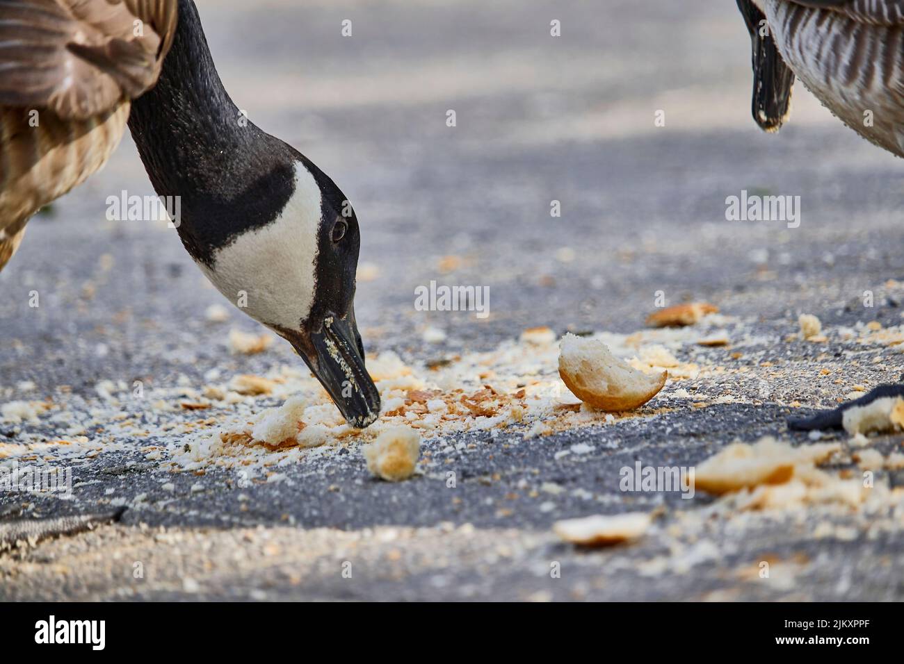A close-up of cute geese eating bread crumbs Stock Photo - Alamy