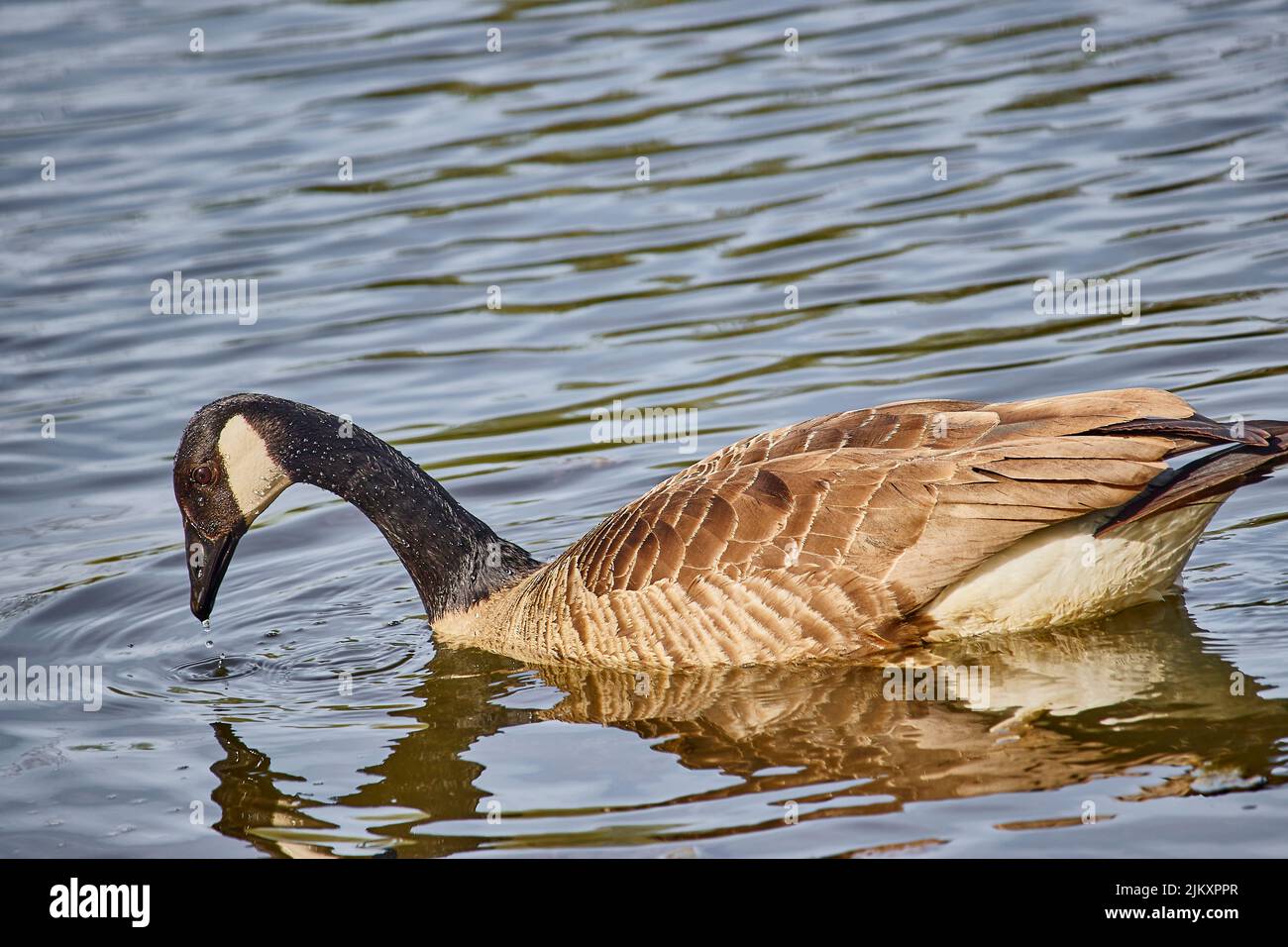 Cute goose hi-res stock photography and images - Alamy