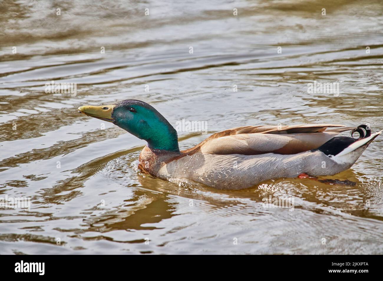 A close-up of cute duck in lake Stock Photo - Alamy