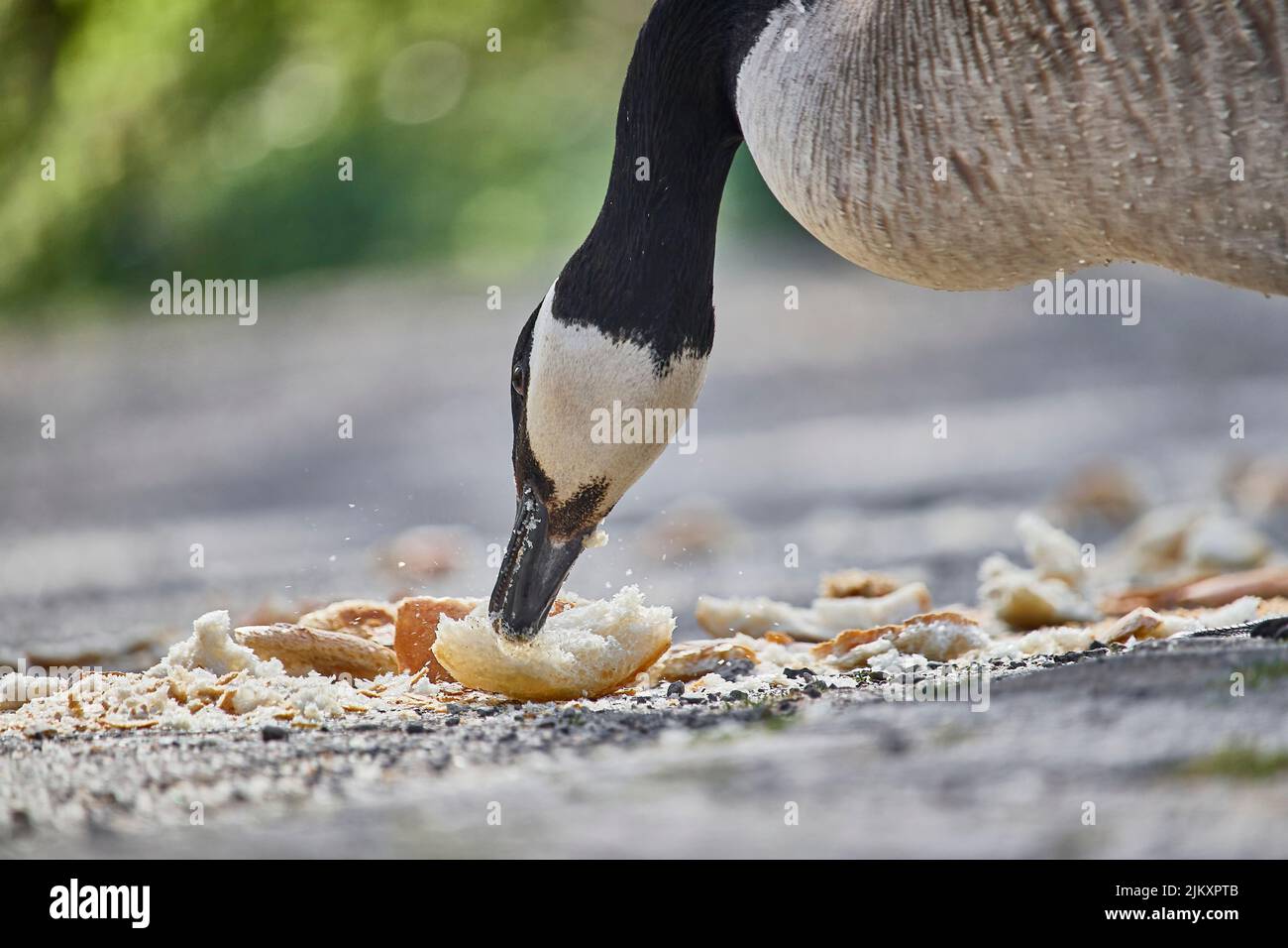 A close-up of cute goose eating bread crumbs Stock Photo - Alamy