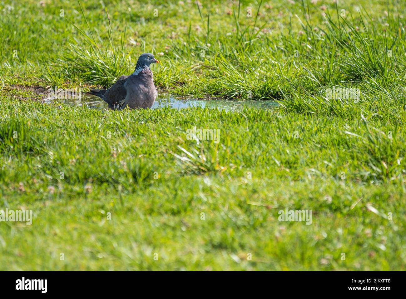 Cute water animal hi-res stock photography and images - Alamy