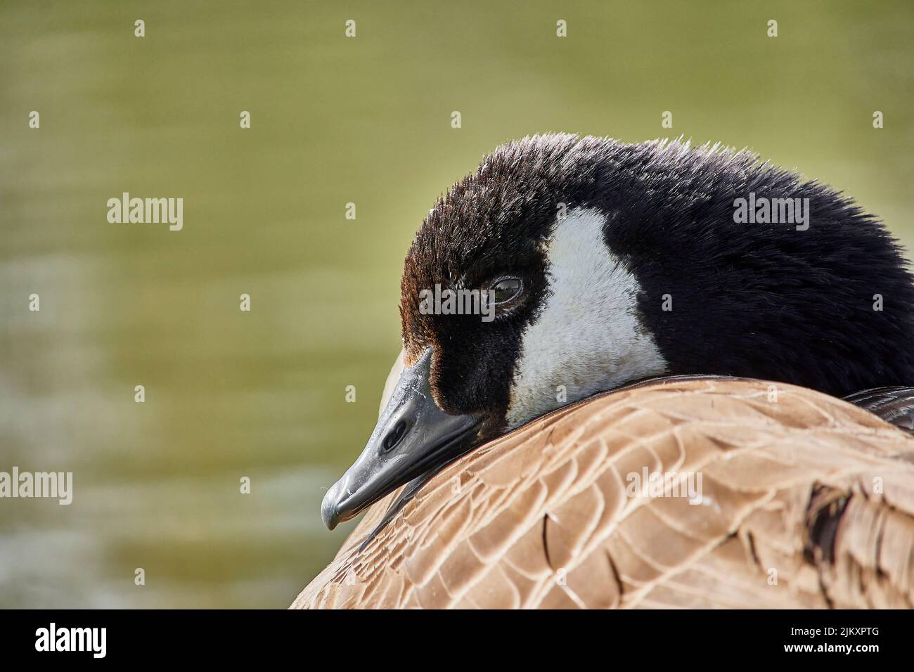Cute goose hi-res stock photography and images - Alamy