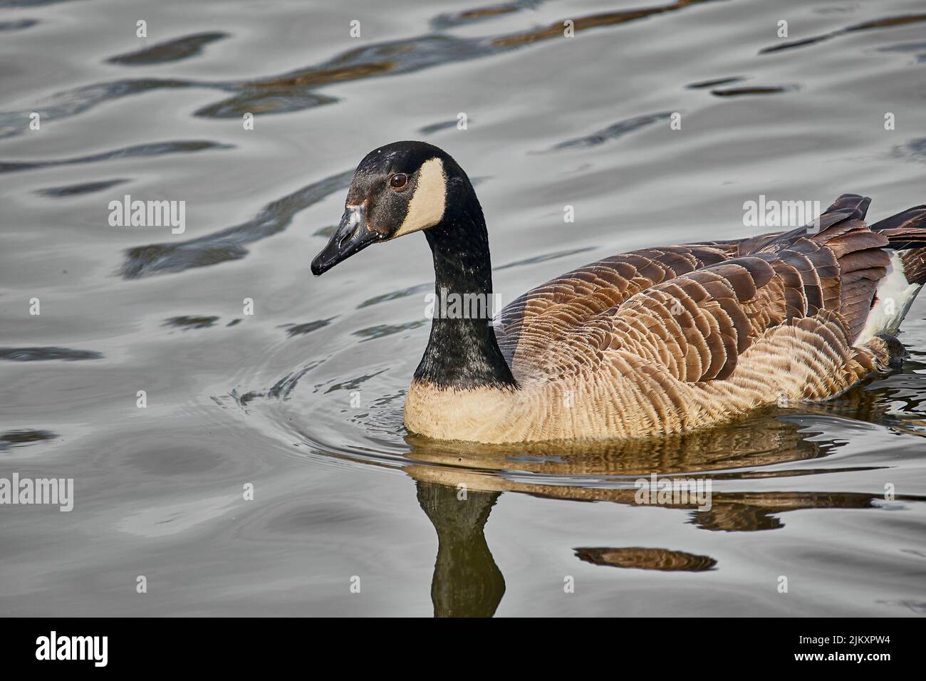 Cute goose hi-res stock photography and images - Alamy