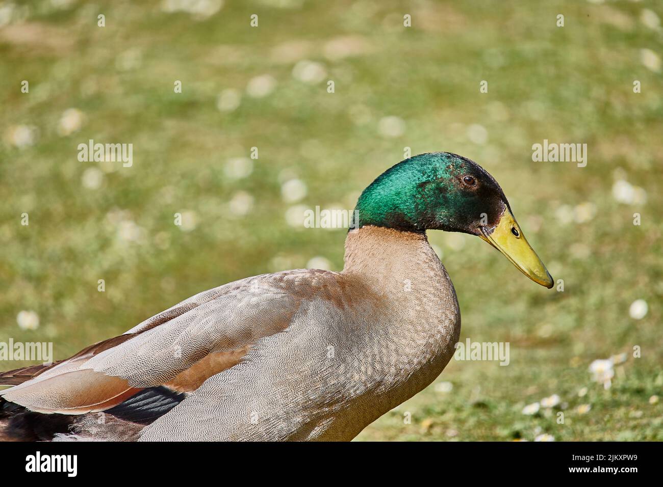 Duck in park hi-res stock photography and images - Alamy