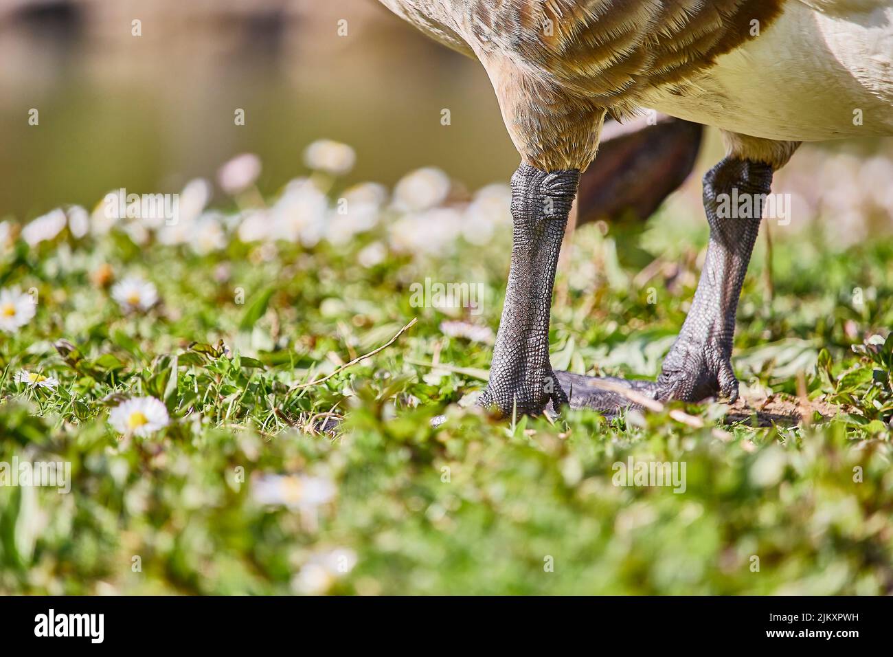 Duck paws hi-res stock photography and images - Alamy