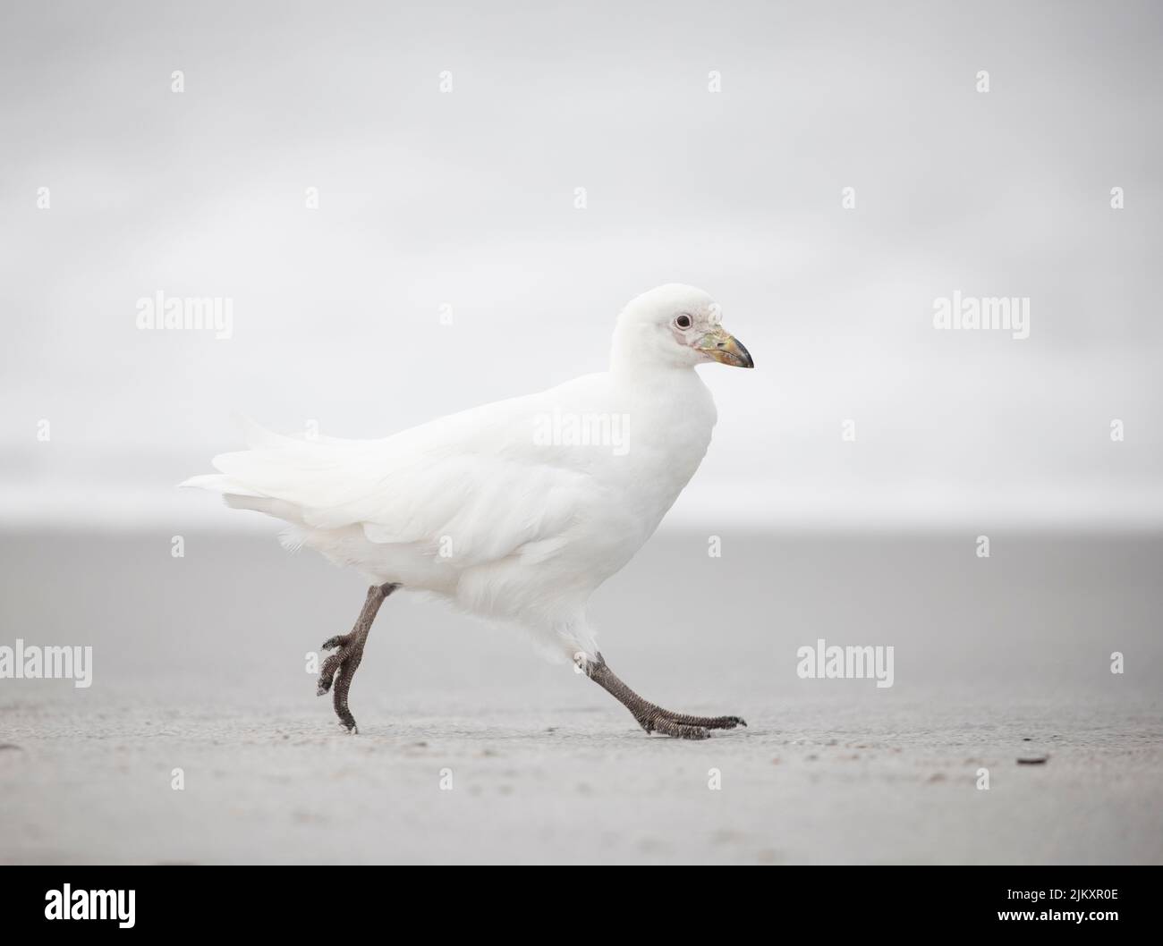 The snowy sheathbill (Chionis albus) is the only land bird native to ...