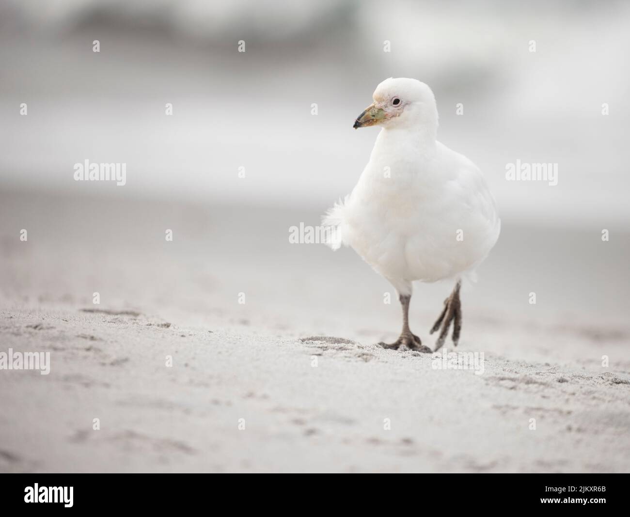 The snowy sheathbill (Chionis albus) is the only land bird native to ...