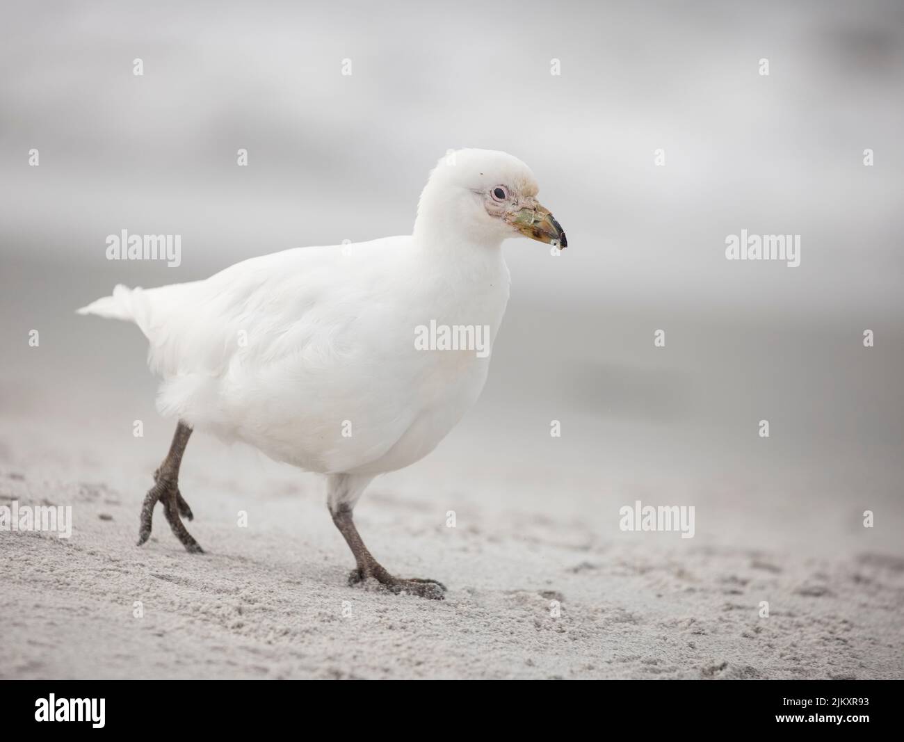 The snowy sheathbill (Chionis albus) is the only land bird native to ...