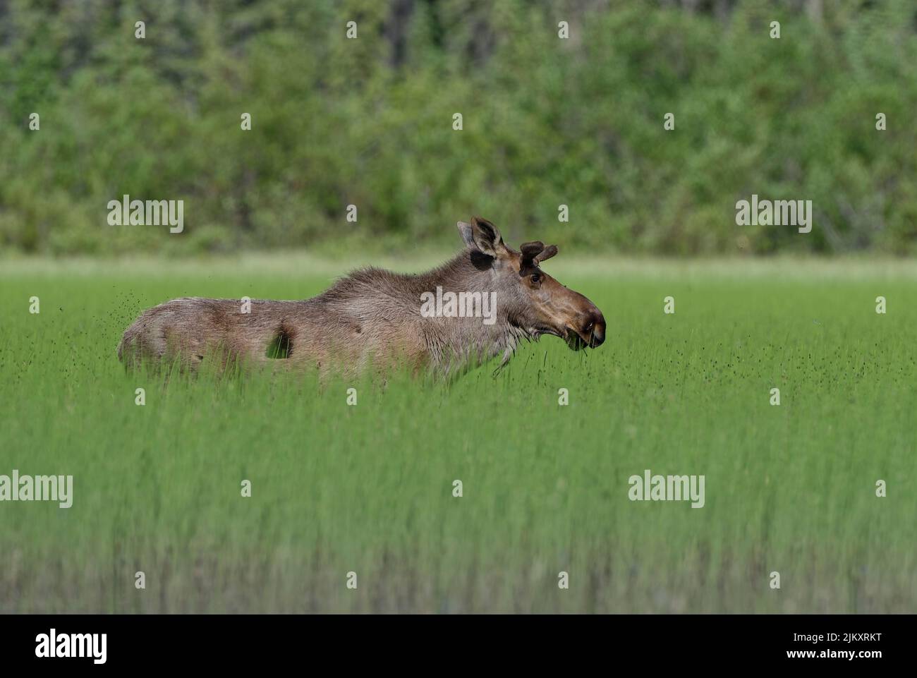 A young bull moose standing in tall weeds at McQuesten Lake, Yukon in ...