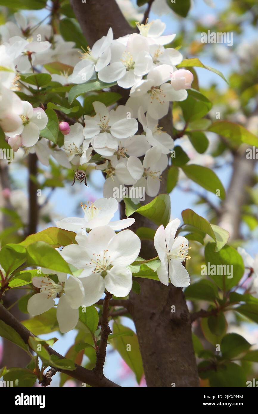 A closeup of a blooming apple tree with white flowers Stock Photo - Alamy