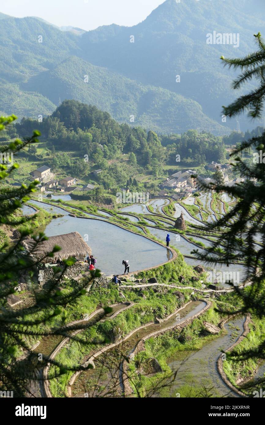 A beautiful high angle view of the Rice terraces in the Philippine ...