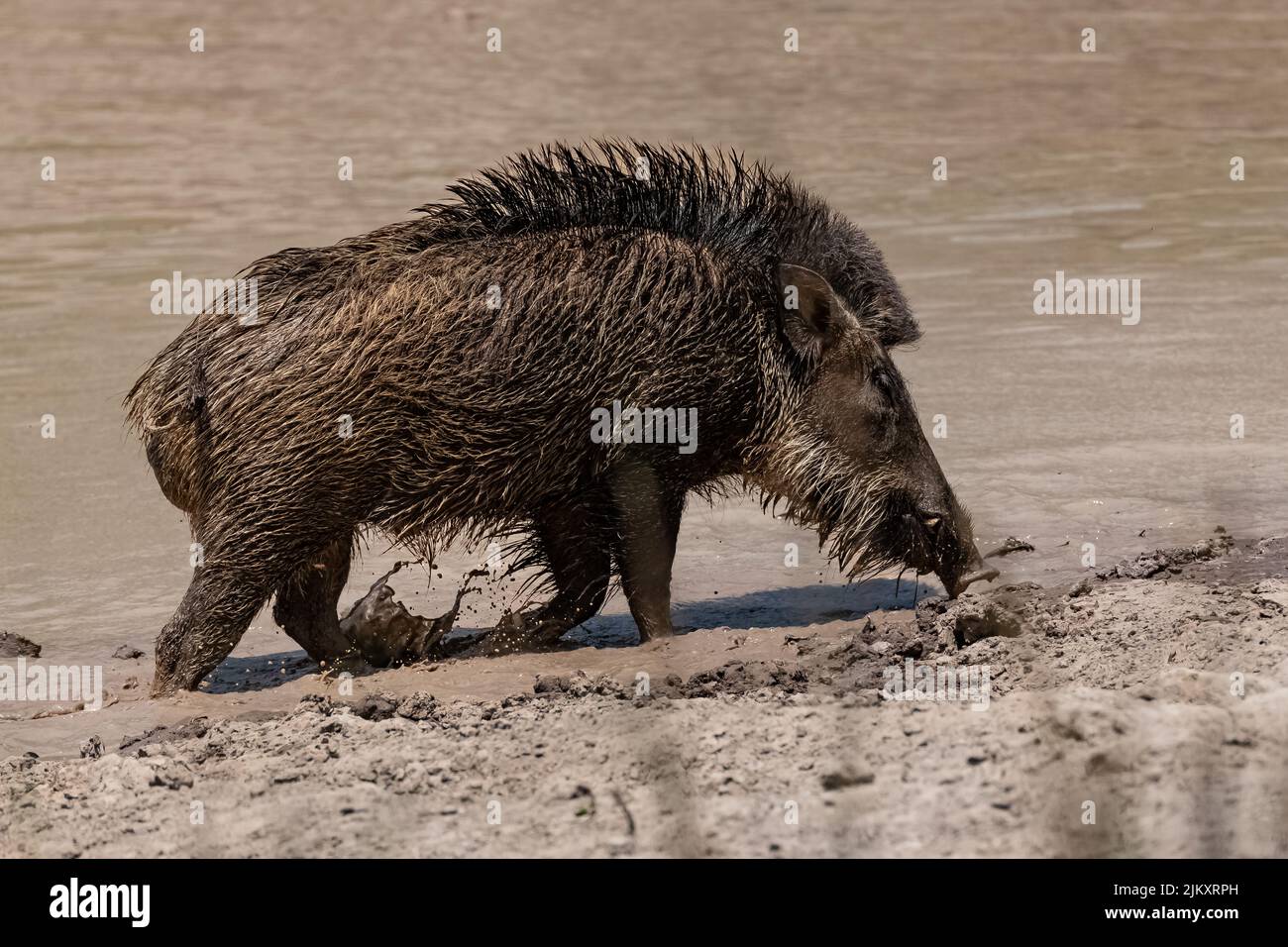 India, wild boar bathing in the mud, portrait Stock Photo - Alamy