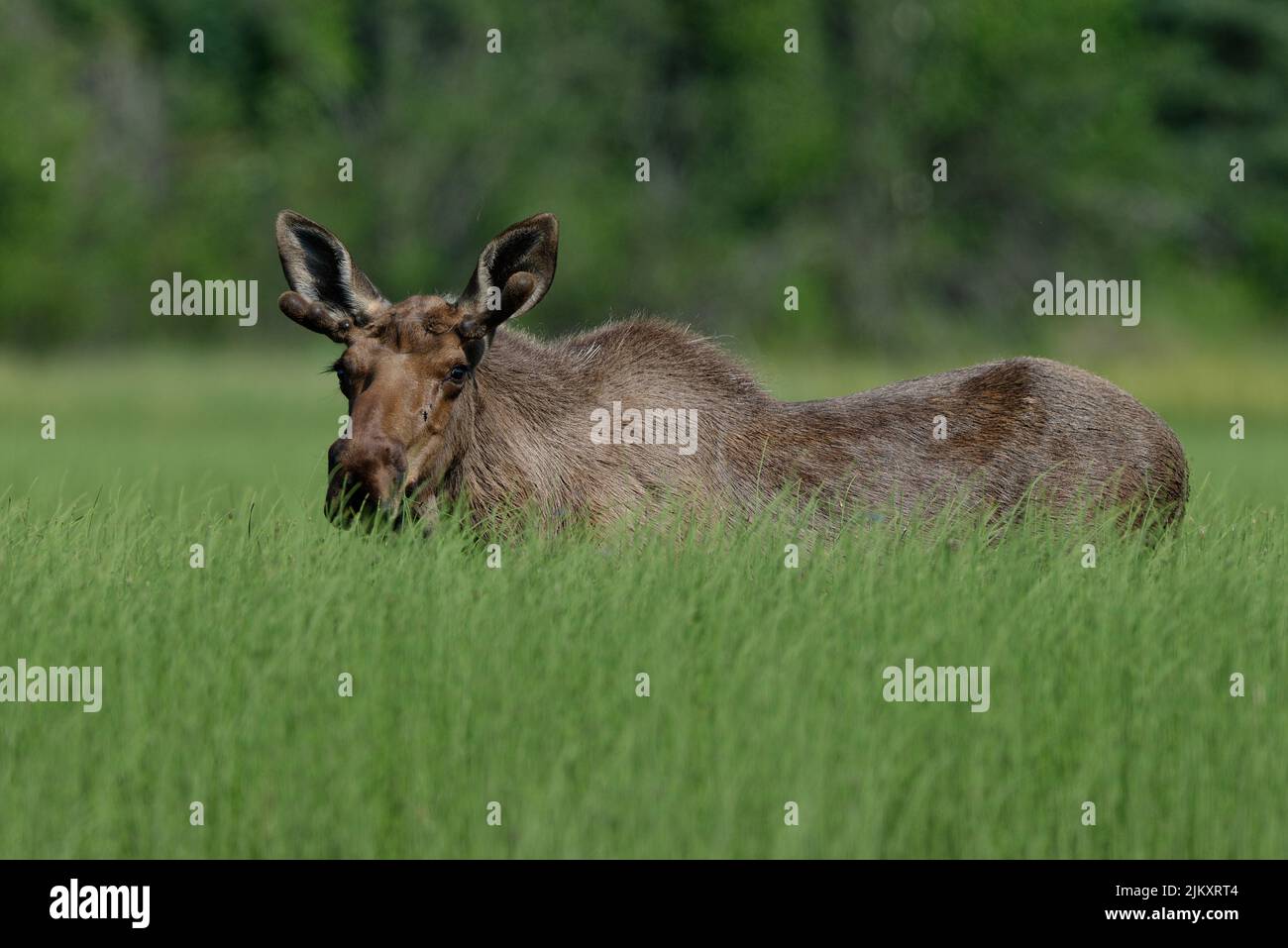 young bull moose standing partially covered by tall green grass in ...