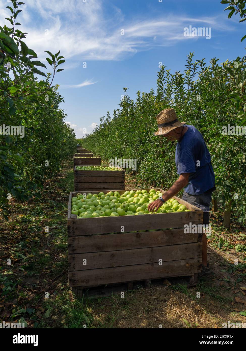 Apple plantation with wooden boxes hi-res stock photography and images ...