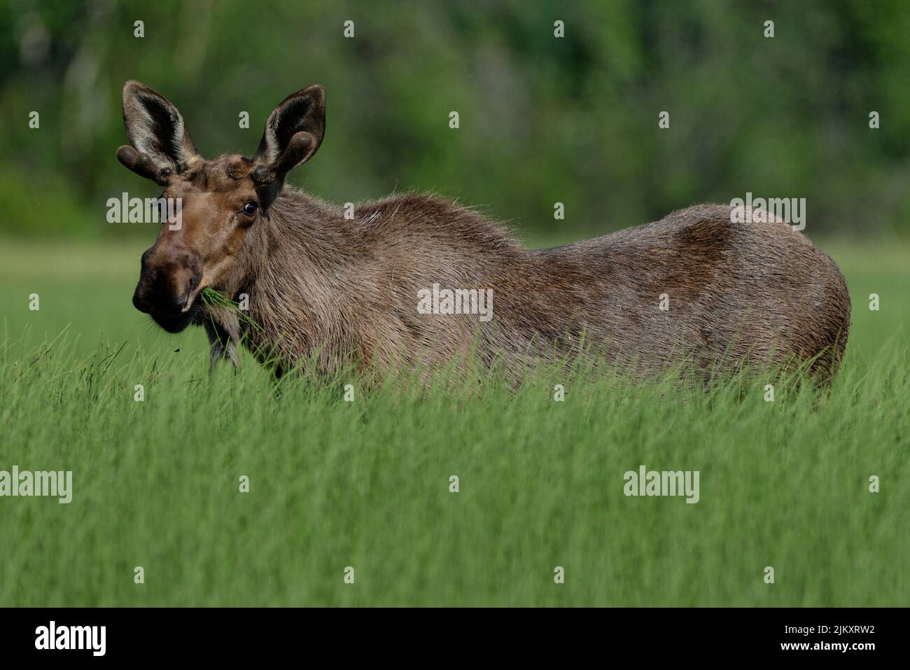 A young Yukon Alaska bull moose standing in tall grass eating at ...