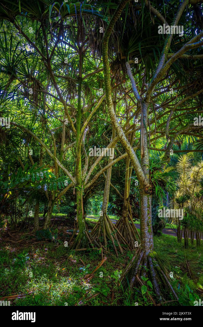 Hala plant hi-res stock photography and images - Alamy