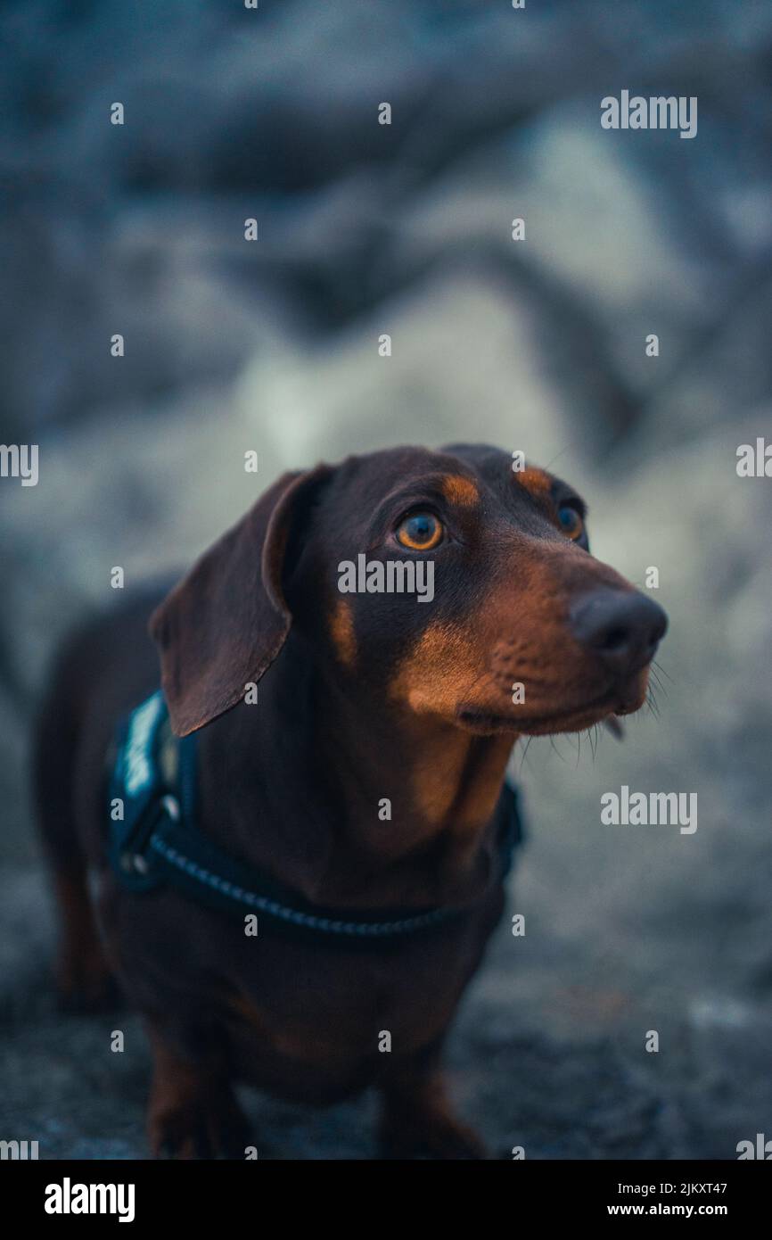 Vertical close up cute hi-res stock photography and images - Alamy