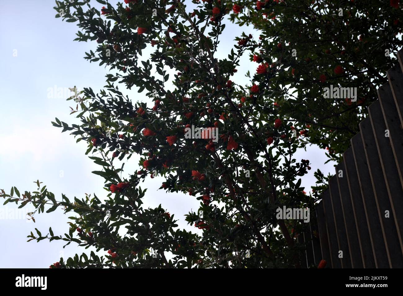 Tree growing over fence hi-res stock photography and images - Alamy