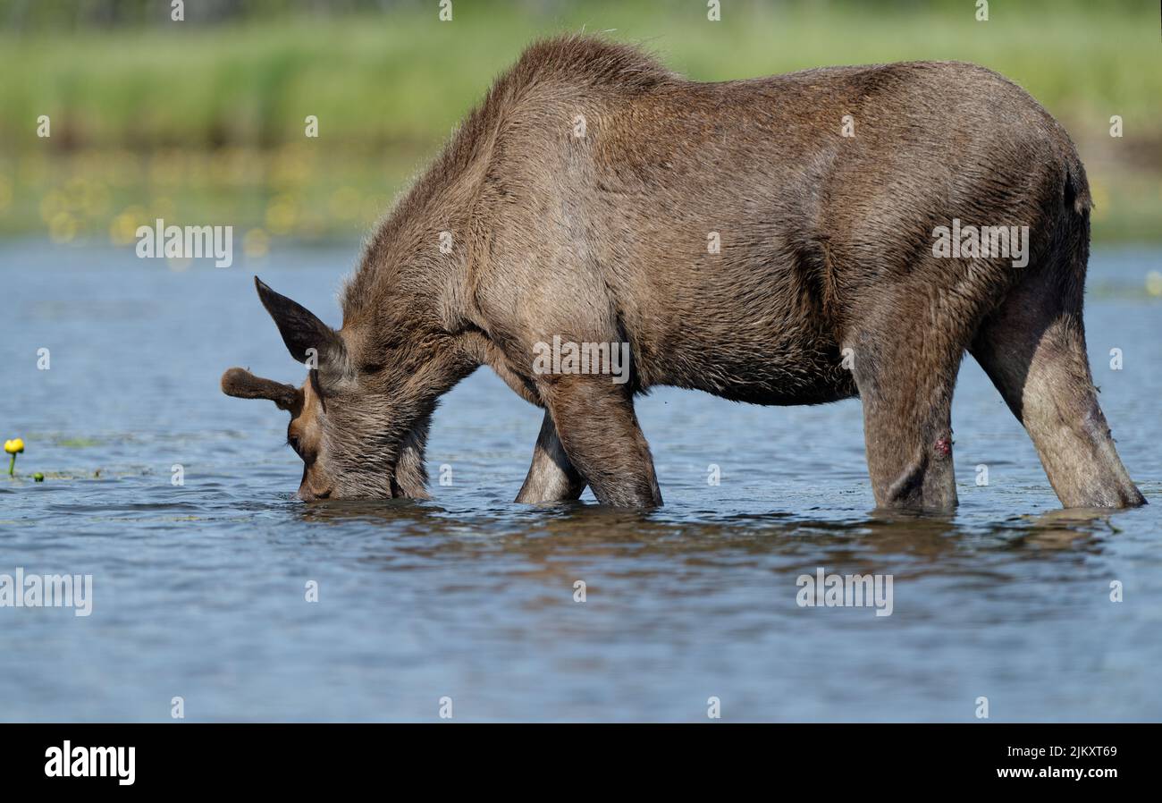 A young bull moose feeding with nose under water standing in shallow ...