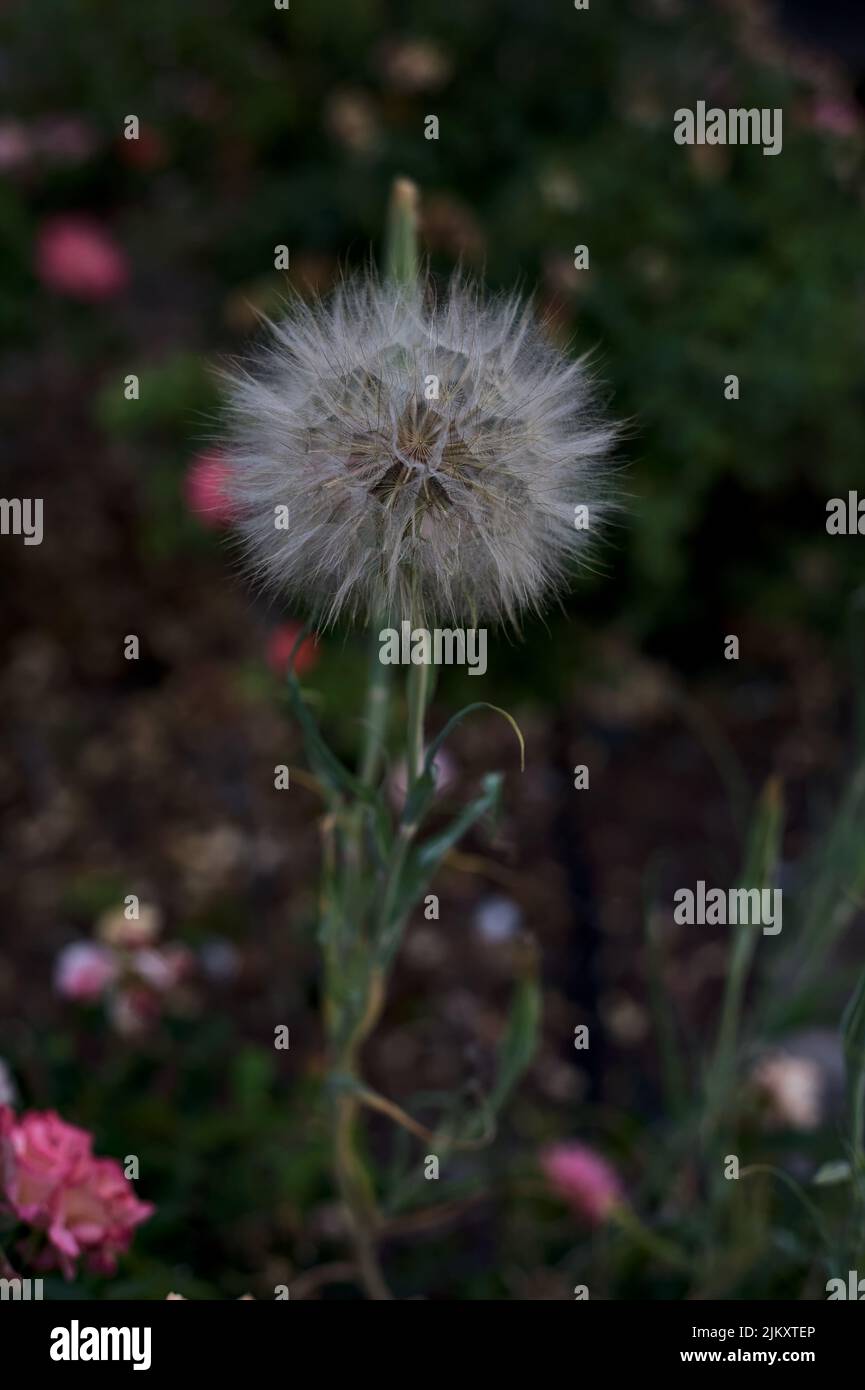Giant dandelion with flowers in the background seen up close Stock ...