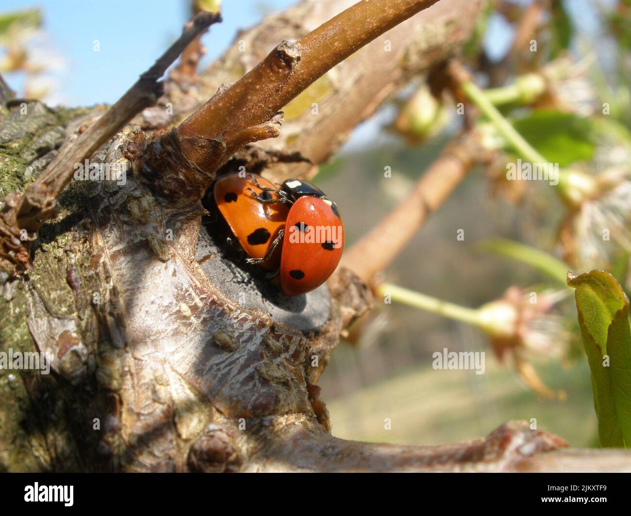 Macro shot red ladybug hi-res stock photography and images - Alamy