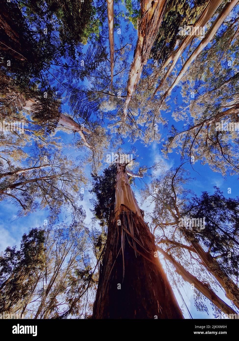 Beautiful tall trees hi-res stock photography and images - Alamy