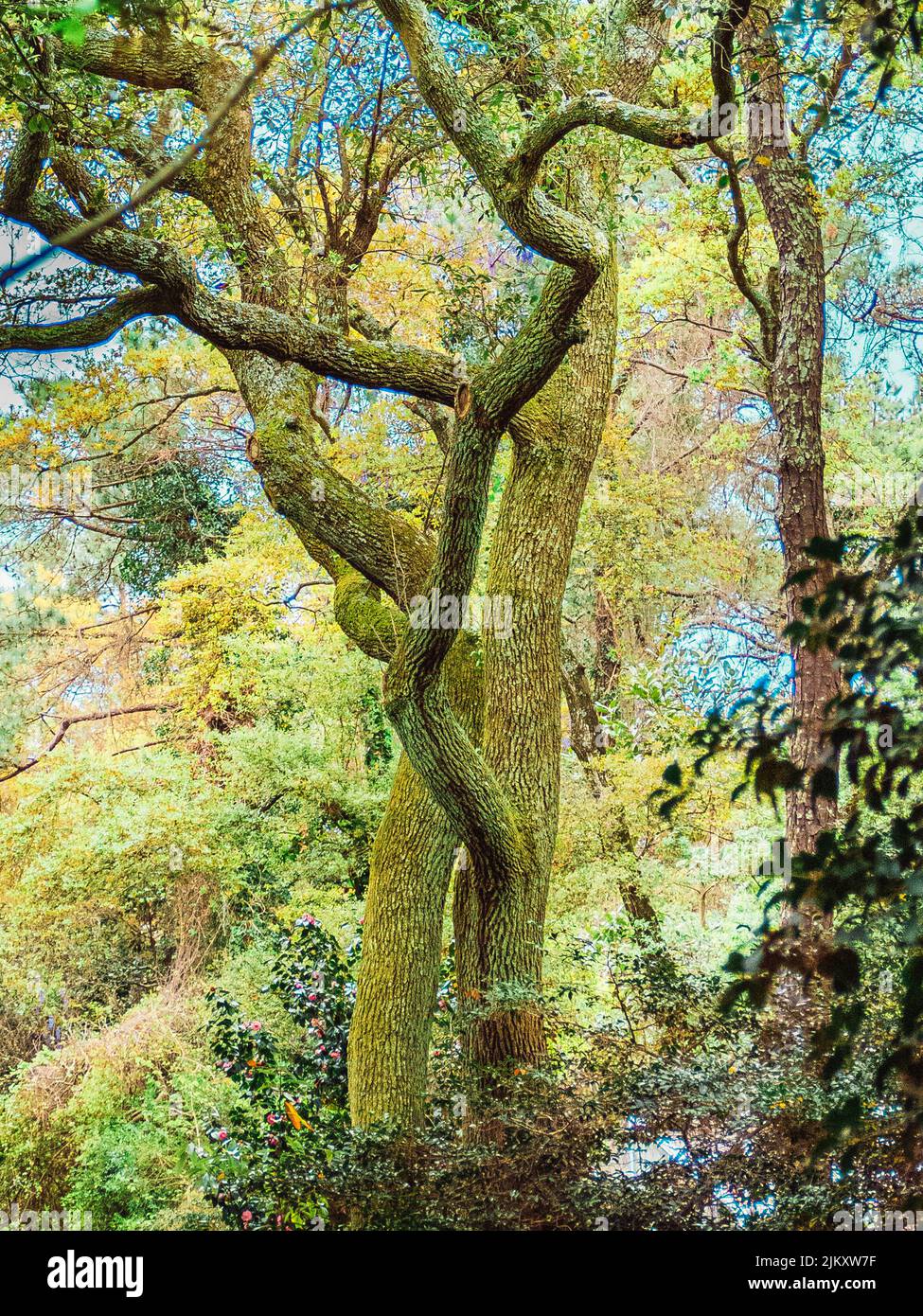 Scenic crooked trees in a green park Stock Photo - Alamy