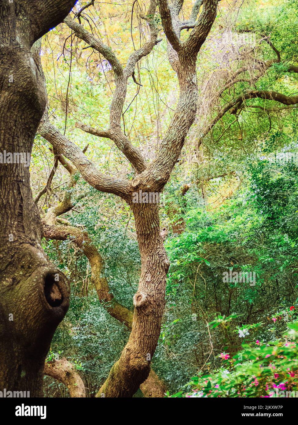 A view of scenic trees in the green woody park Stock Photo - Alamy