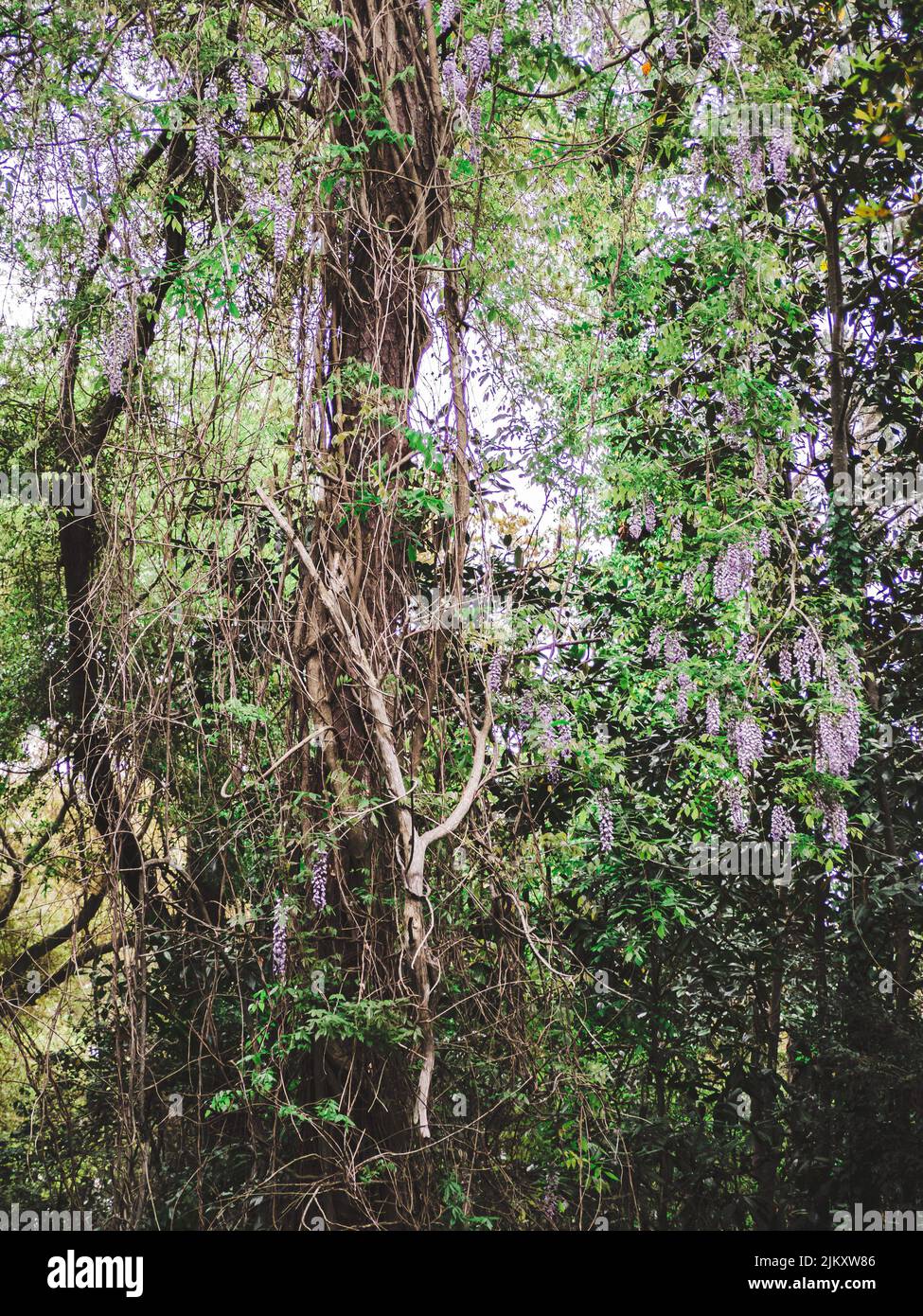 A vertical shot of scenic trees in a woody area Stock Photo - Alamy