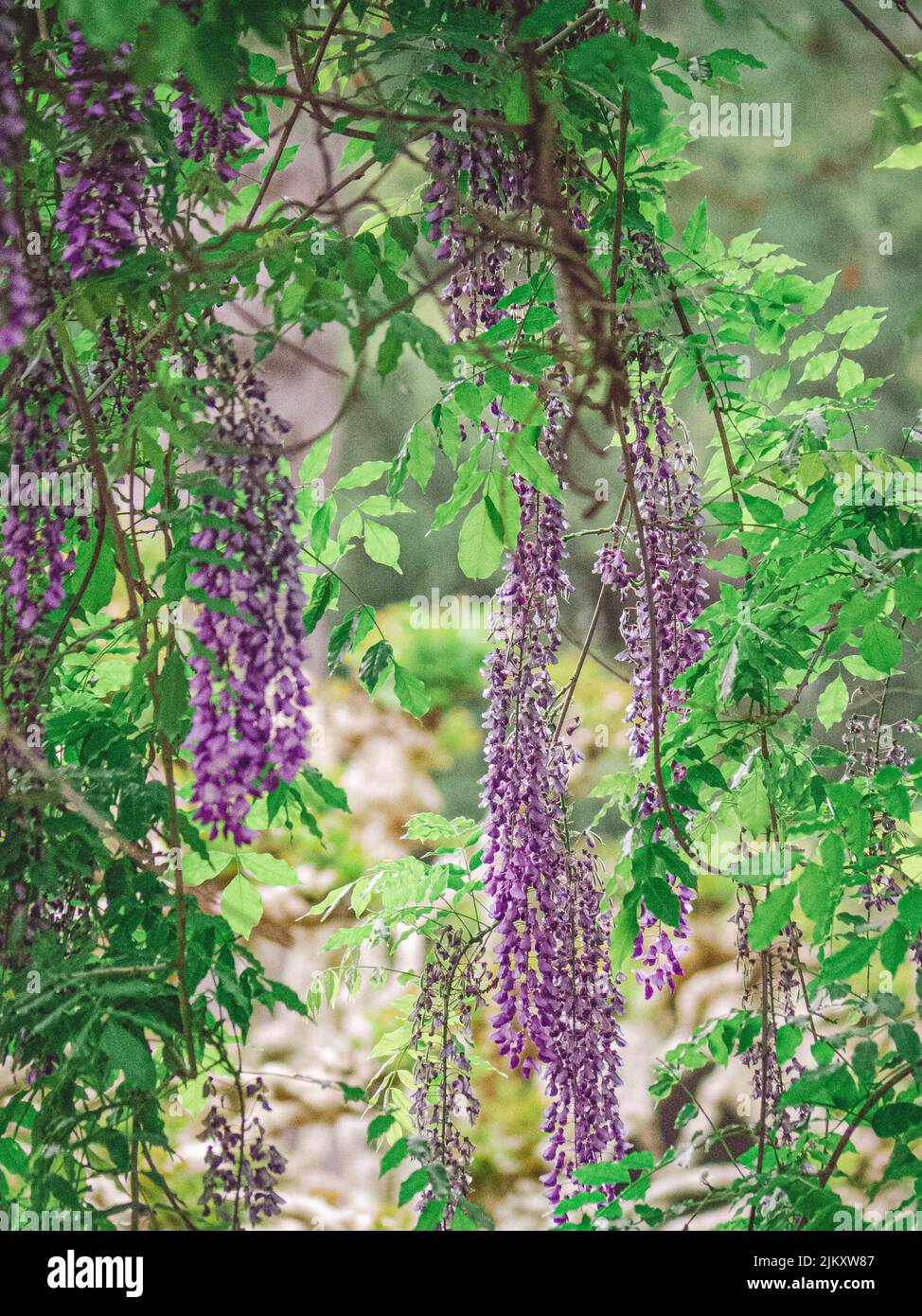 Beautiful purple blossoms on Chinese wisteria tree Stock Photo - Alamy