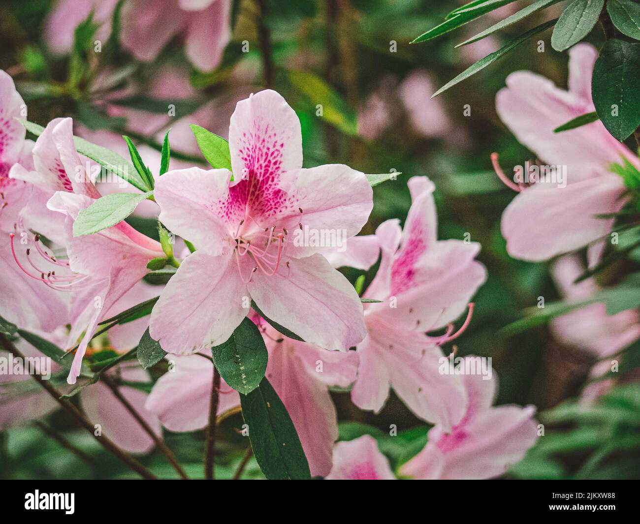 A bunch of pink azalea flowers blooming in the garden Stock Photo - Alamy