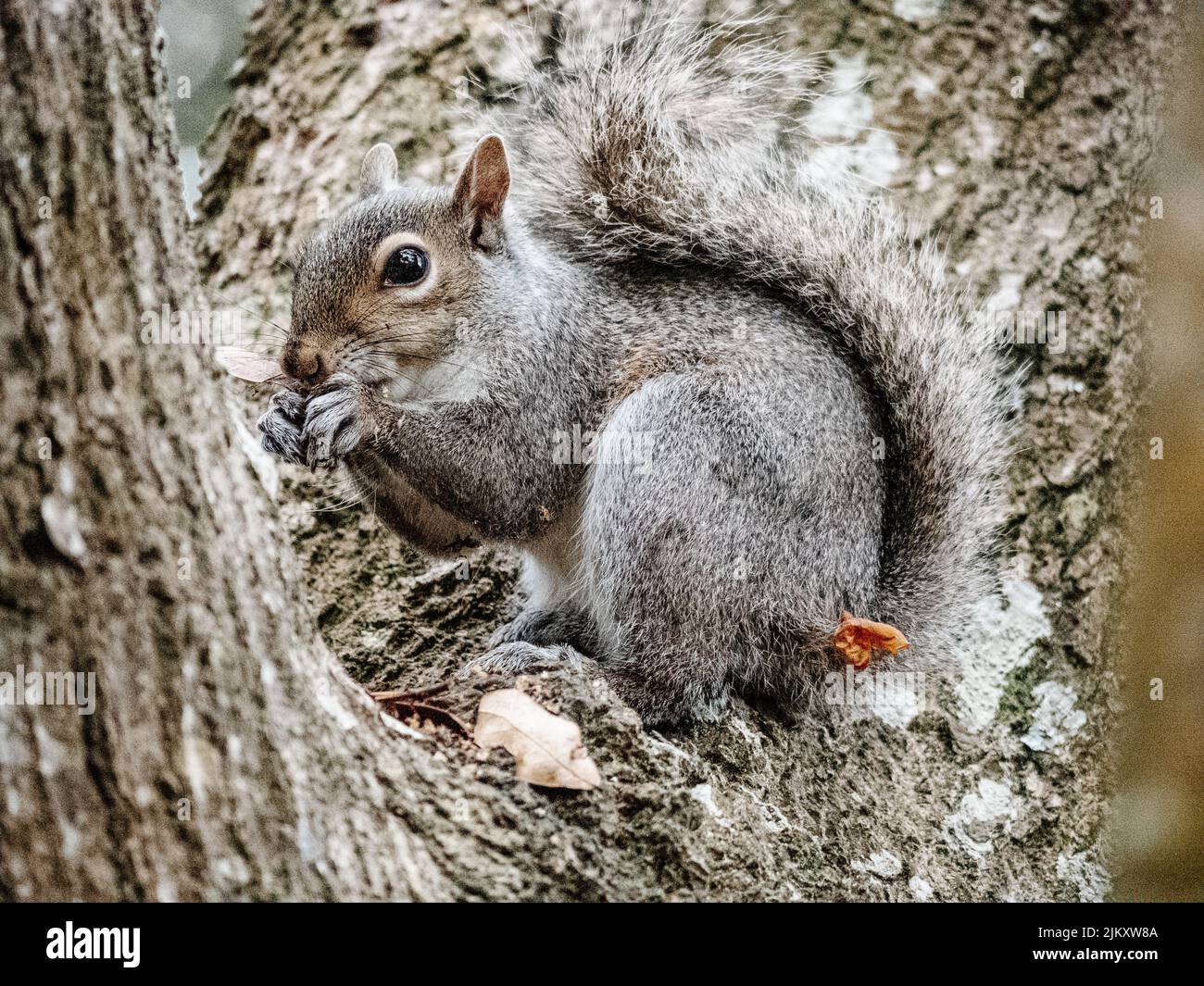 Adorable squirrel on tree hi-res stock photography and images - Alamy