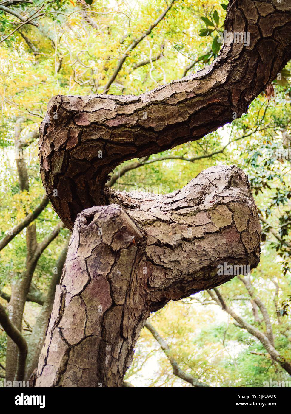 Curved tree trunk hi-res stock photography and images - Alamy