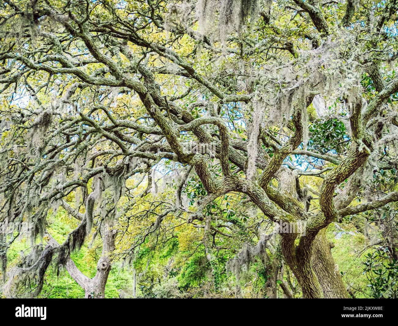 Scenic trees with curved branches in a deciduous park Stock Photo - Alamy