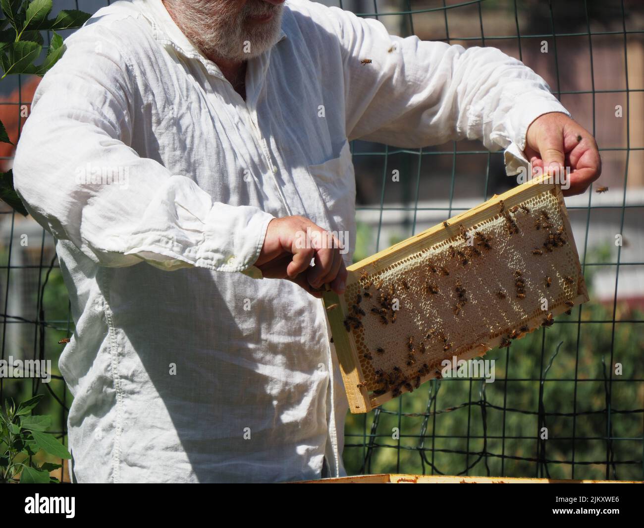 Master bee keeper pulls out a frame with honey from the beehive in the ...