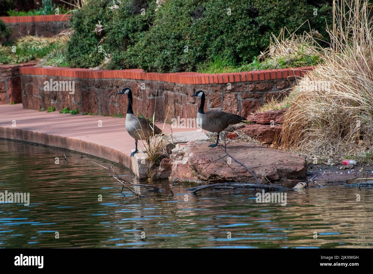 Canadian geese in Will Rogers Botanical Gardens in Oklahoma, the USA ...