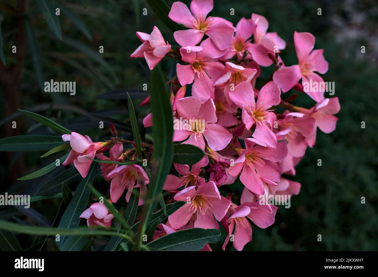 Pink oleander seen up close Stock Photo - Alamy