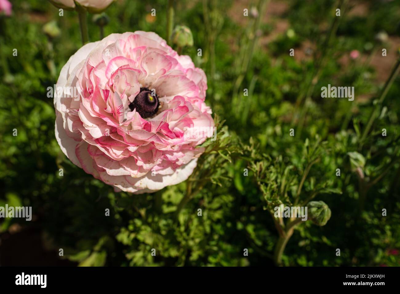 Scenic pink flower hi-res stock photography and images - Alamy
