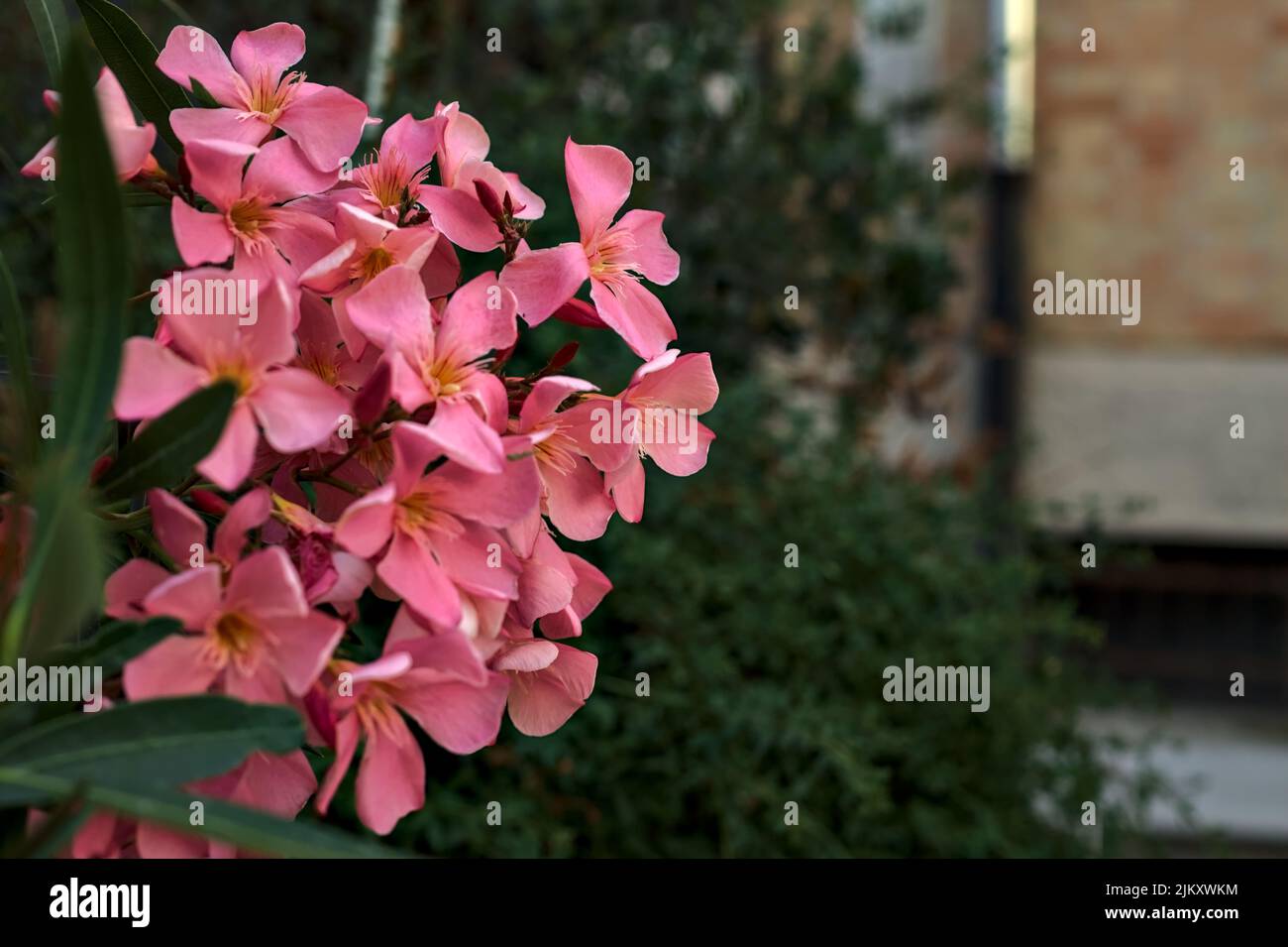 Oleander in bloom on a brick wall Stock Photo - Alamy