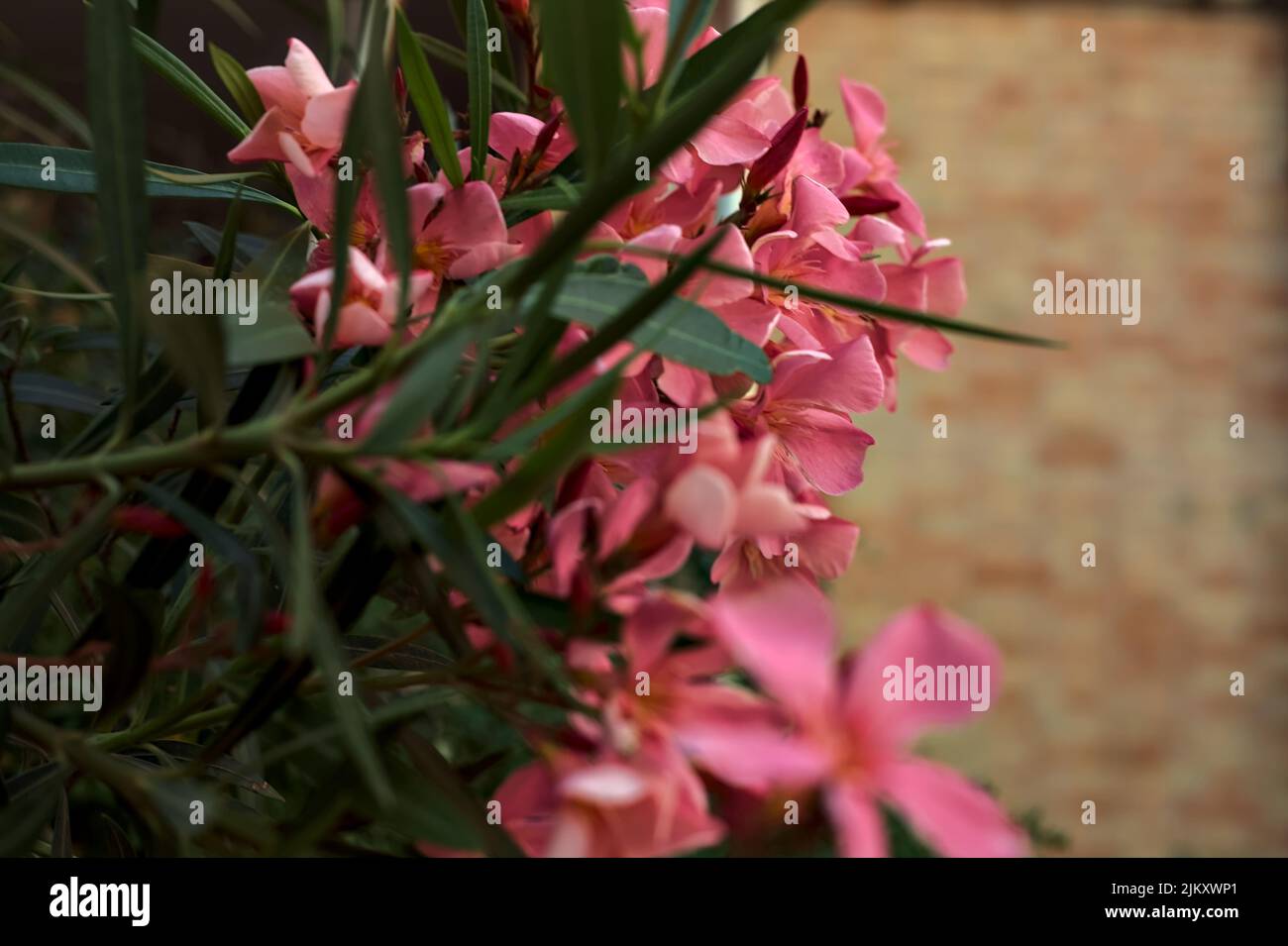 Oleander in bloom on a brick wall Stock Photo - Alamy